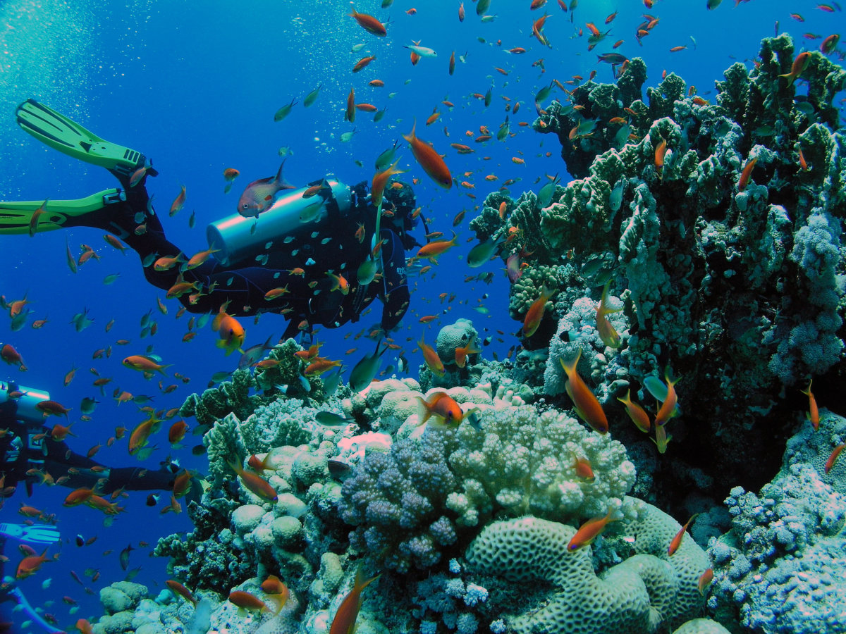 The Mesoamerican Reef in Riviera Maya is a Global Treasure — Riviera ...